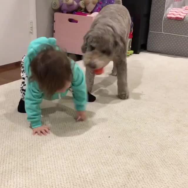 Dog and Toddler Playfully Chase Each Other - Poke My Heart