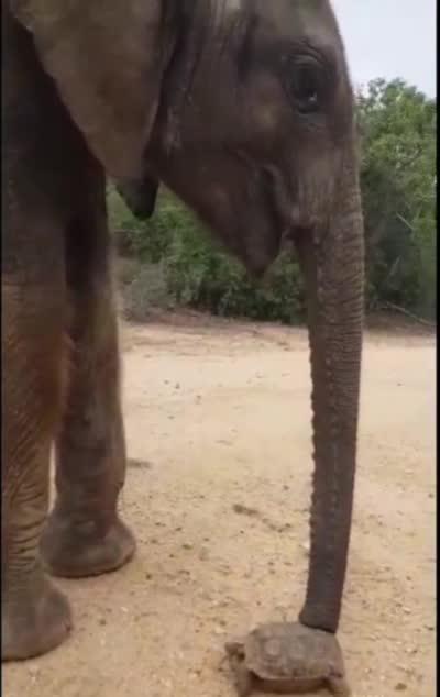 Curious Elephant Interacts With Turtle - Poke My Heart