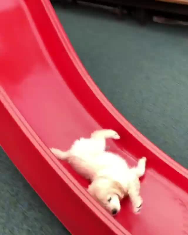 Puppy Plays on Slide - Poke My Heart