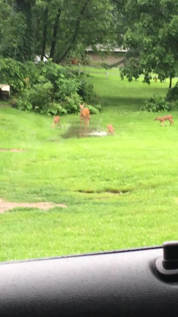 Baby Deer Play in Large Rain Puddle - Poke My Heart
