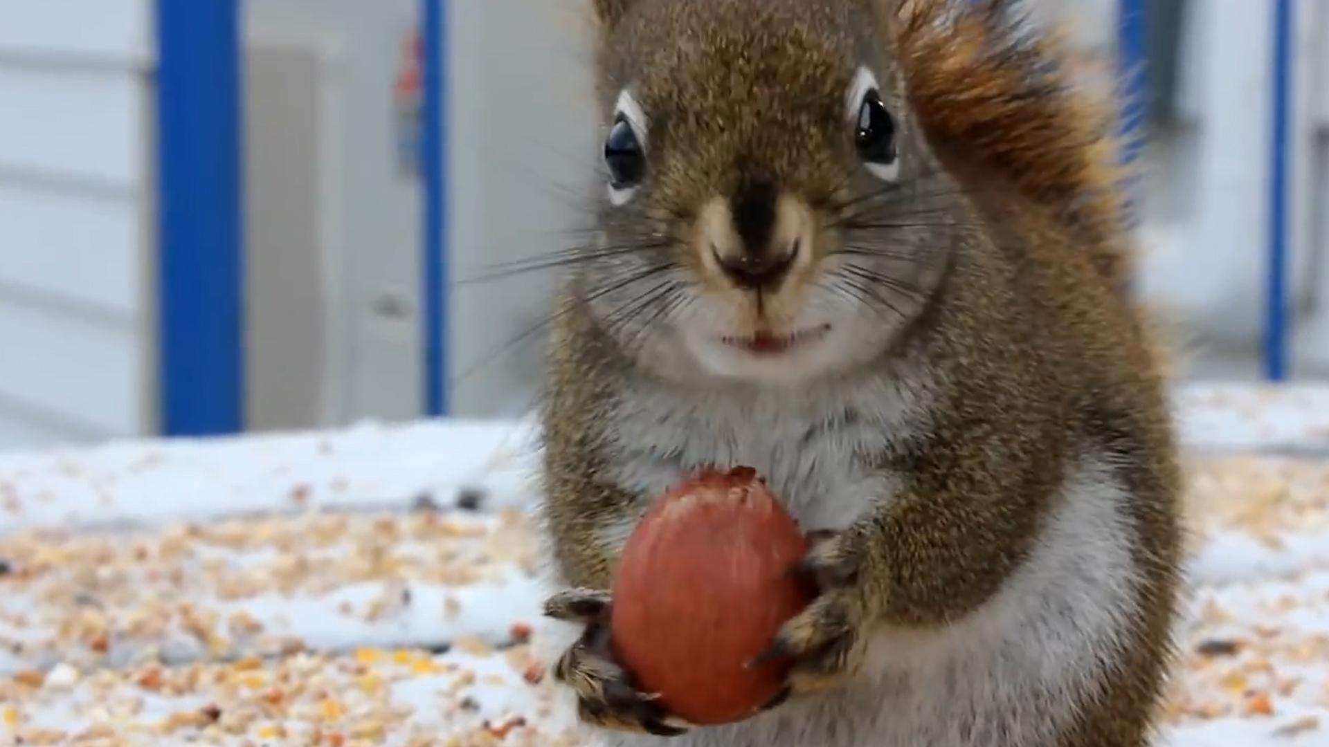 Squirrels - Poke My Heart