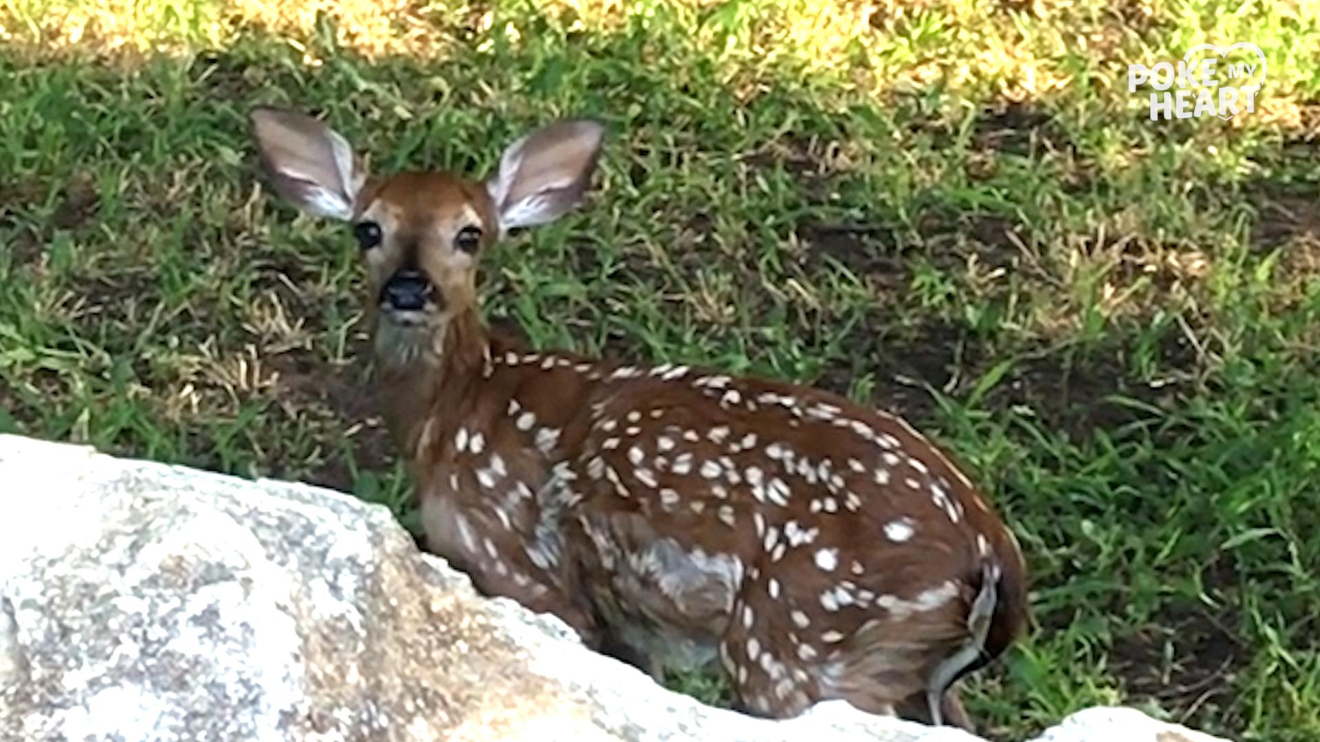 Man Rescues Baby Deer From Drowning in Swimming Pool - Poke My Heart