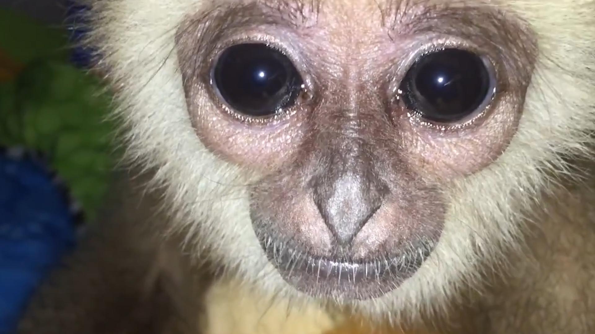 Baby Monkeys - Poke My Heart