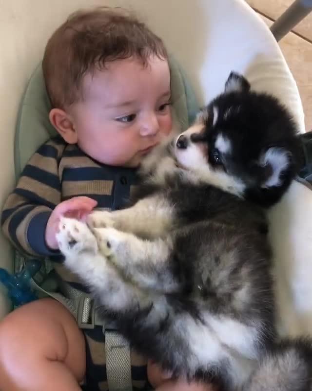 Adorable Baby Cuddles With Husky Puppy in Rocker - Poke My Heart