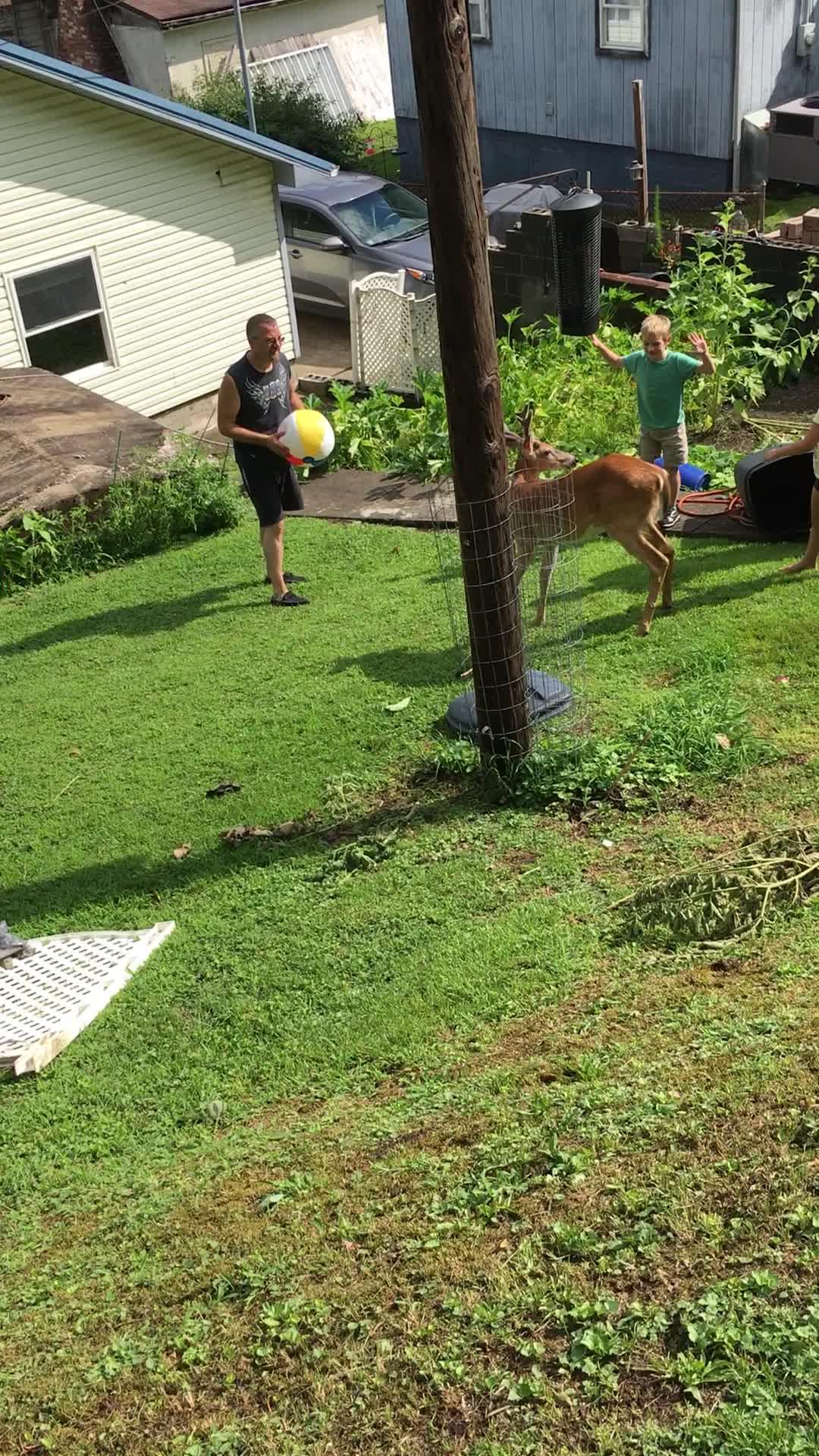 Family Plays Catch With Deer Using Inflatable Beach Ball - Poke My Heart
