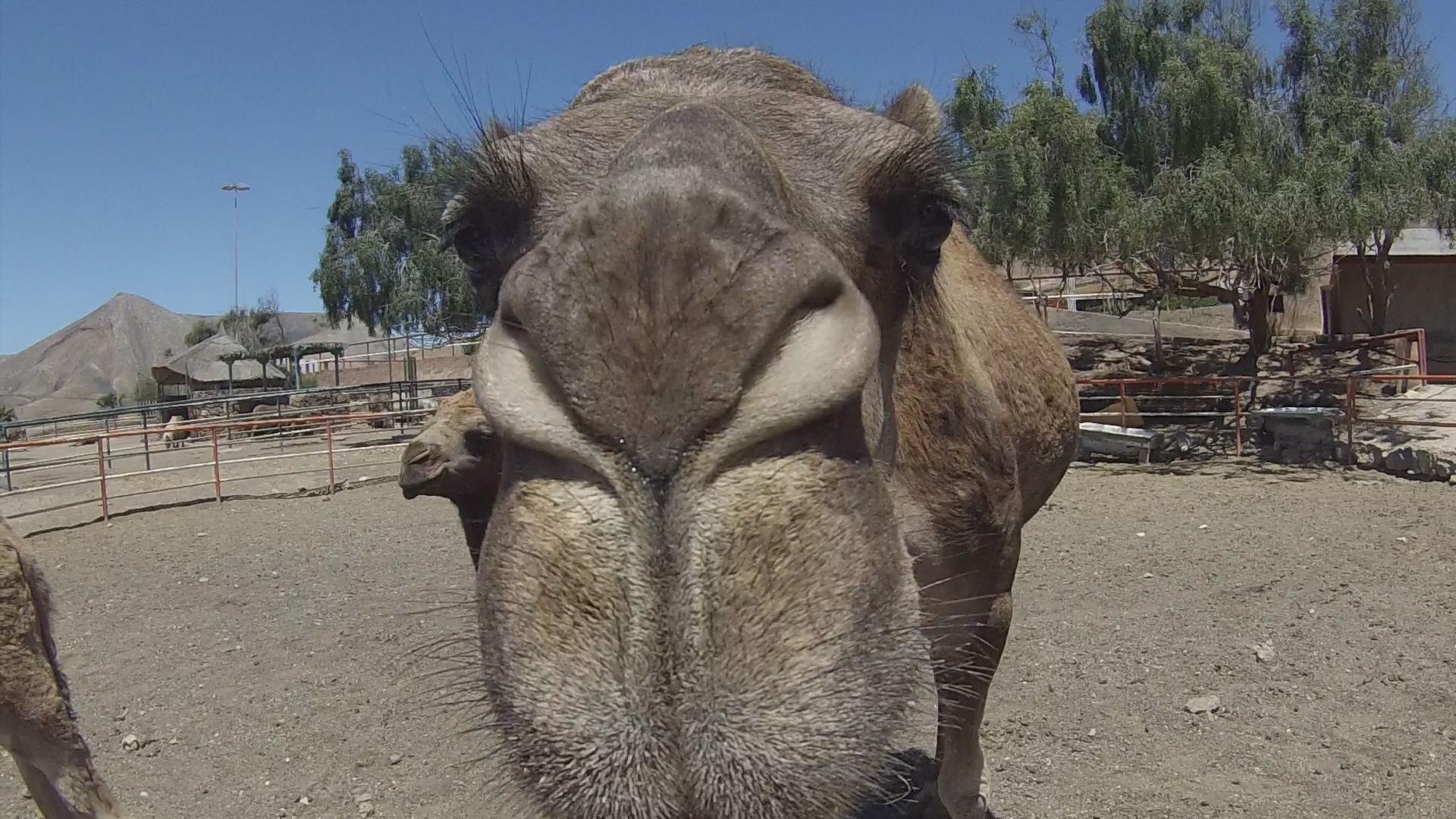 Camels - Poke My Heart