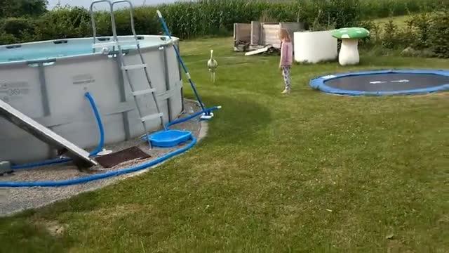 Little Girl Expertly Guides Stork to a Trough of Water - Poke My Heart