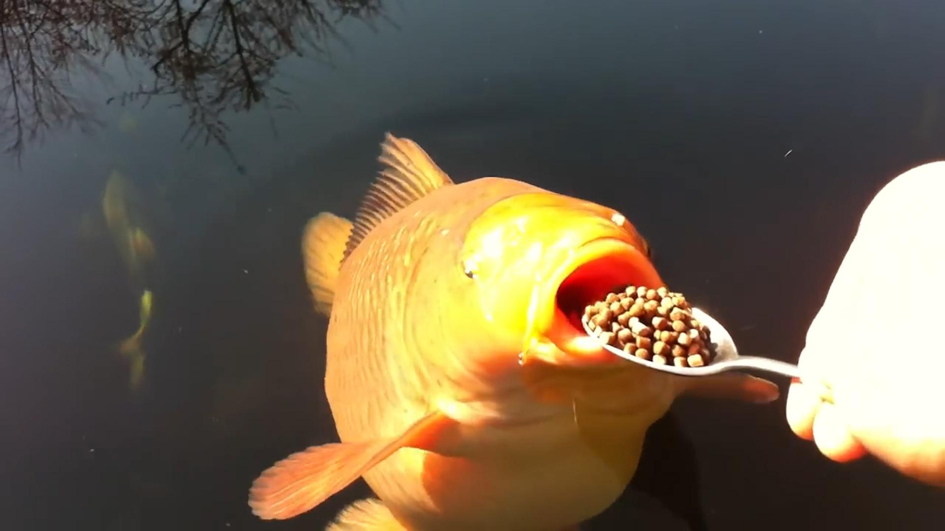 Fish - Poke My Heart