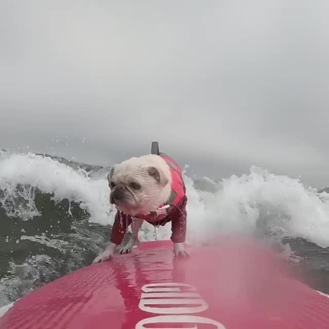 Pug Rides Surfboard Through Ocean Waves - Poke My Heart