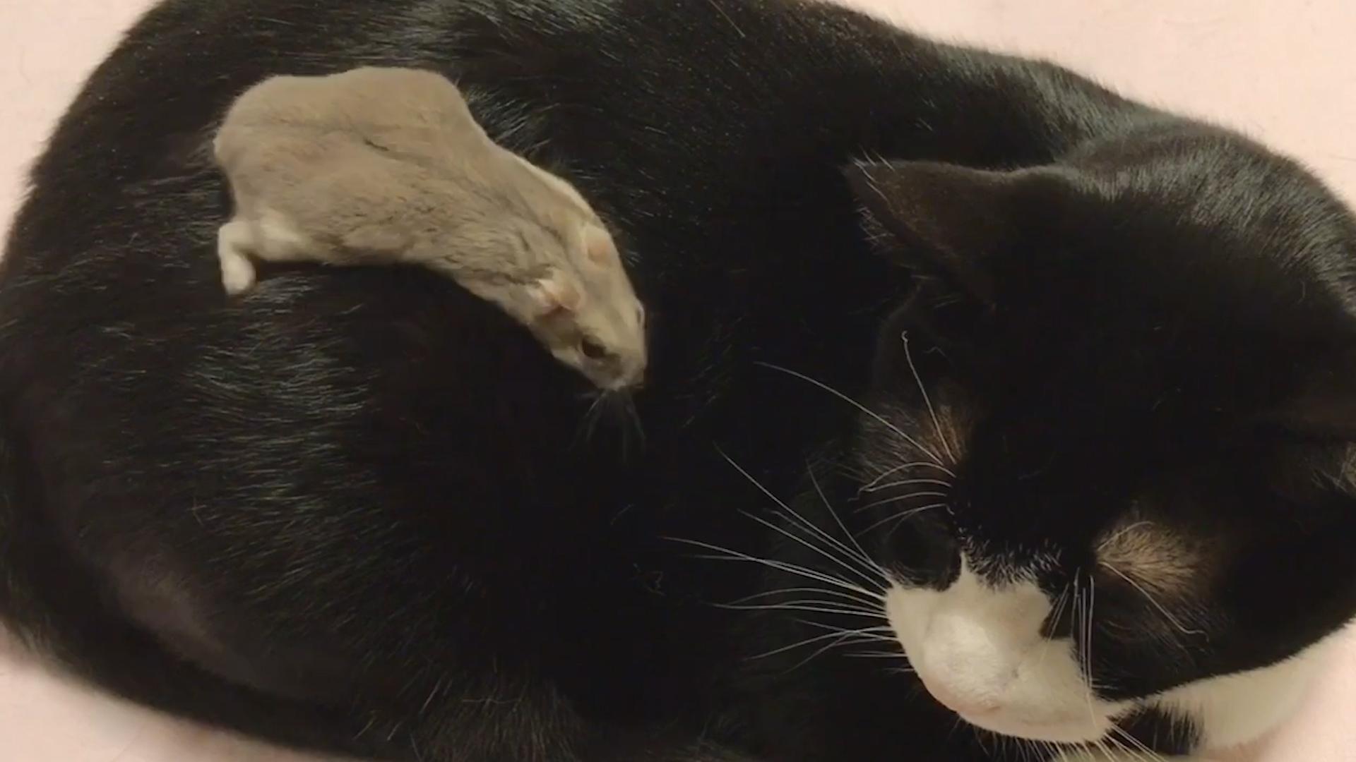 Cat Cuddles With Adorable Hamster - Poke My Heart