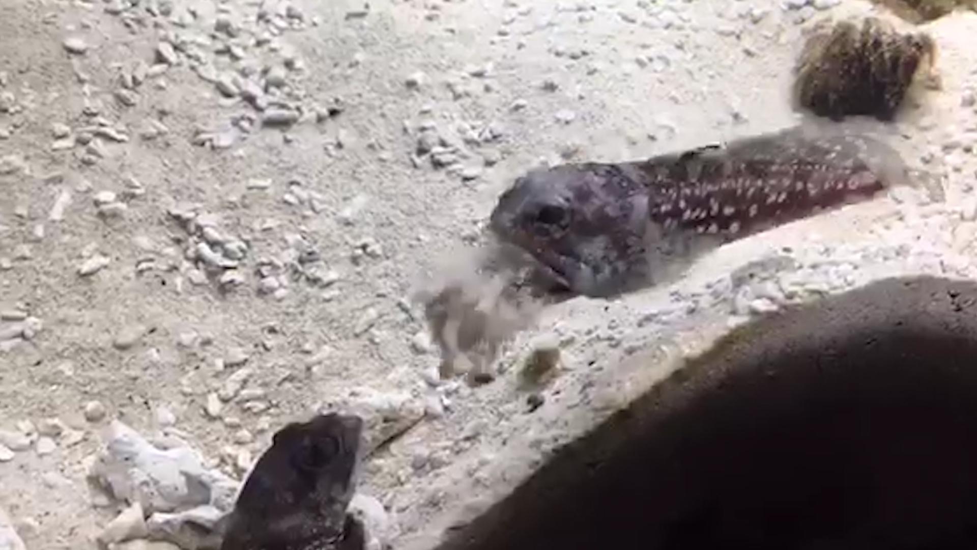 Two Fish Fight by Spitting Sand on Each Other - Poke My Heart