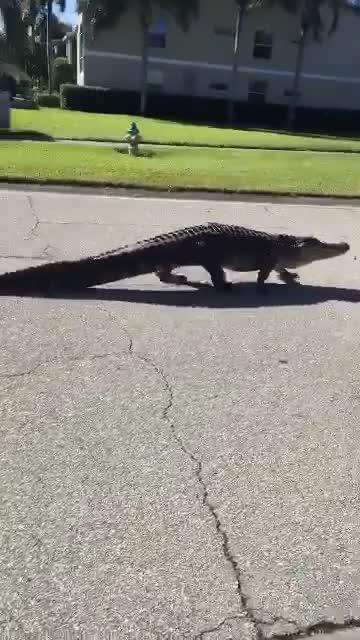 Alligator Takes a Stroll in the Middle of the Road - Poke My Heart