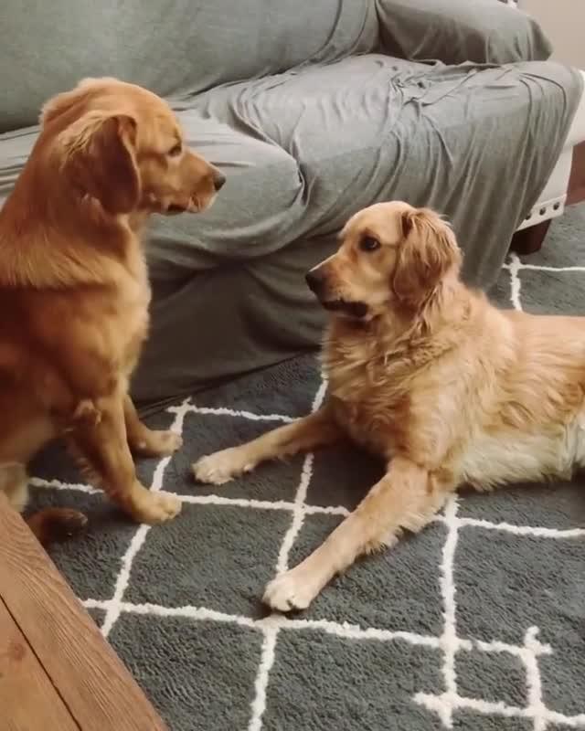 Golden Retriever Siblings Fight Playfully - Poke My Heart