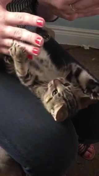 Kitten Copies Human While Playing - Poke My Heart