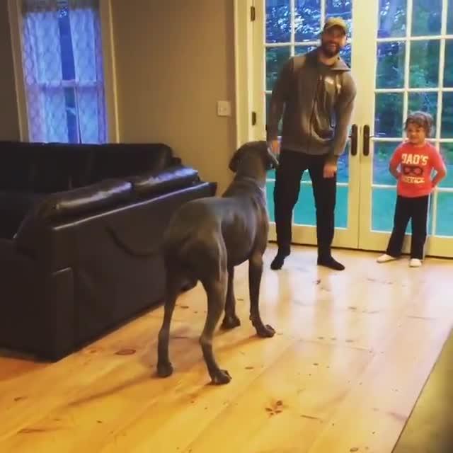 Great Dane Performs Lunges With Owner - Poke My Heart