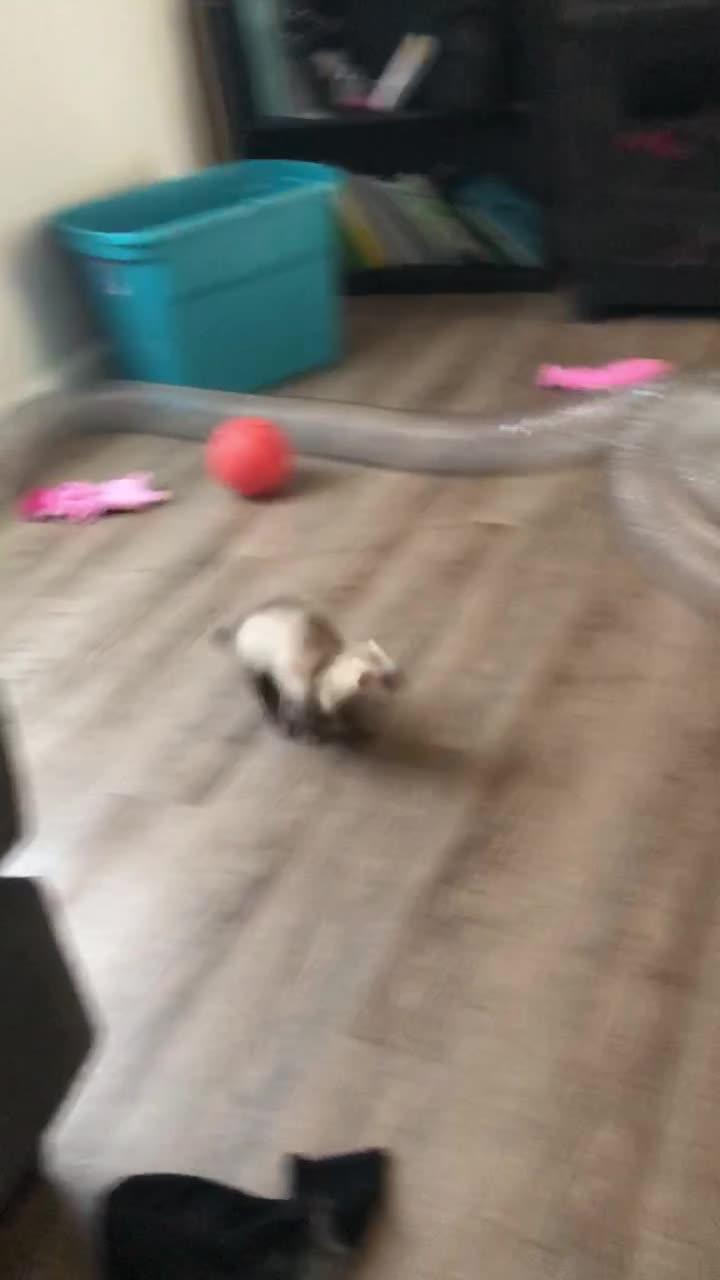 Baby Ferret Thrilled After Owner Slides Them Across Floor - Poke My Heart