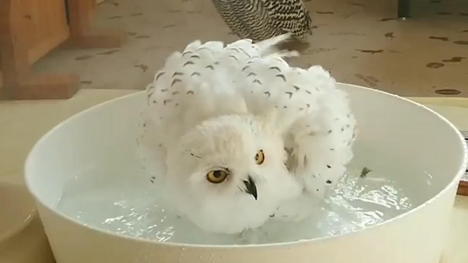 Snowy White Owl Takes Bath With Spray Bottle - Poke My Heart