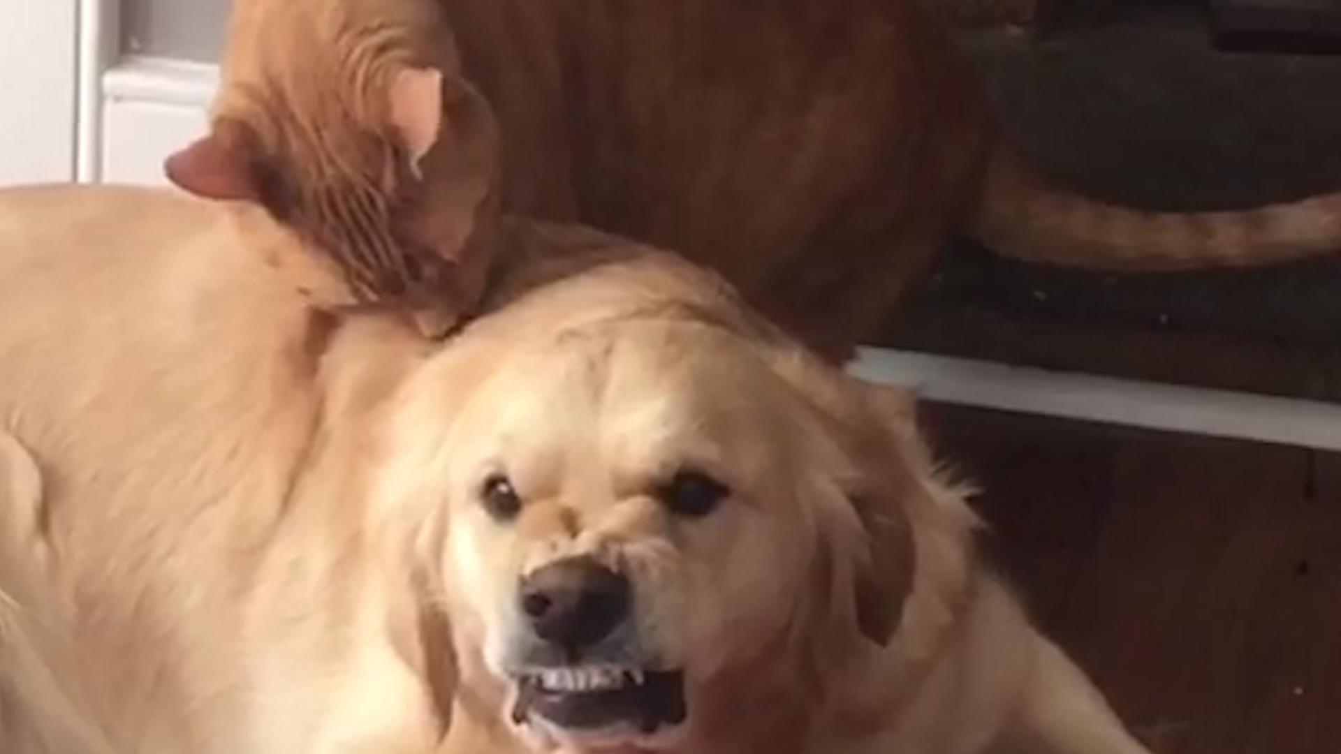Dog Makes Snarly Face at Being Licked by Cat - Poke My Heart