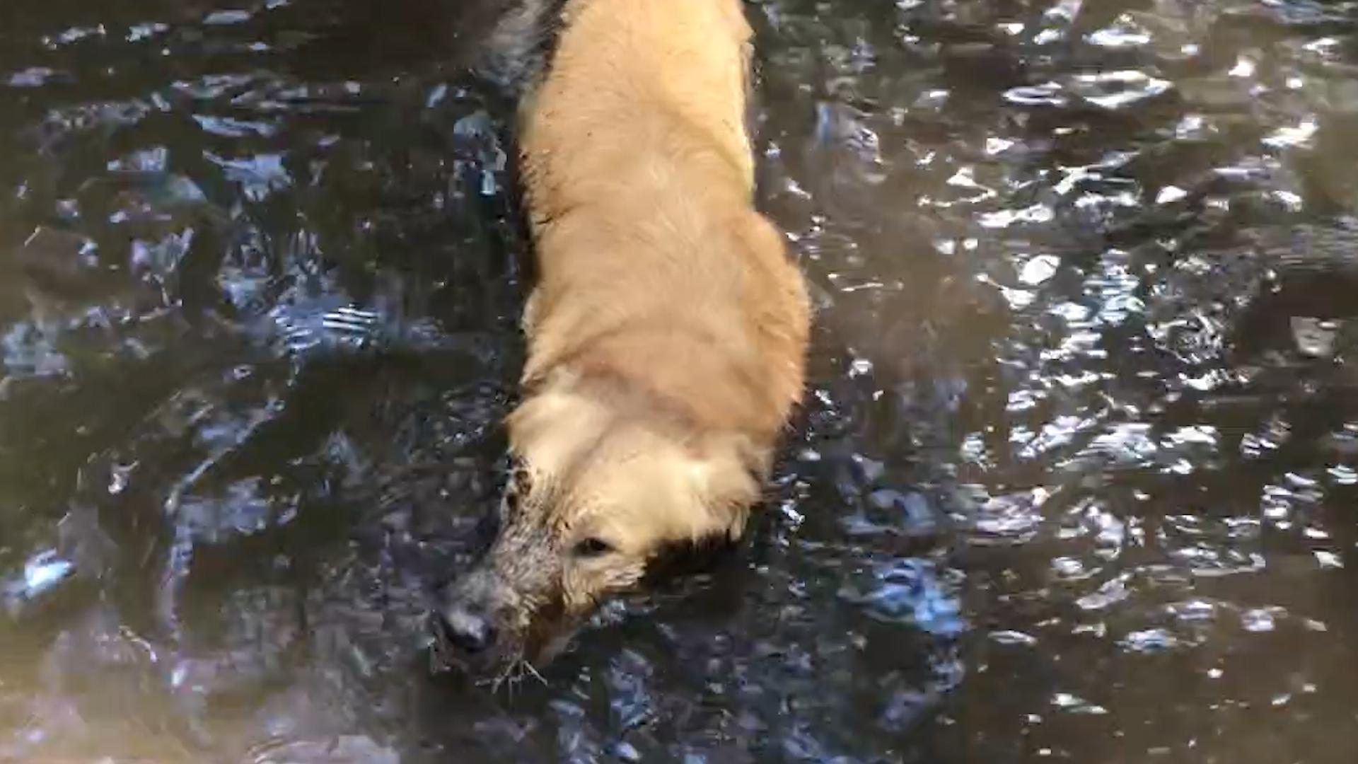 Dog Swims in Giant Mud Puddle - Poke My Heart
