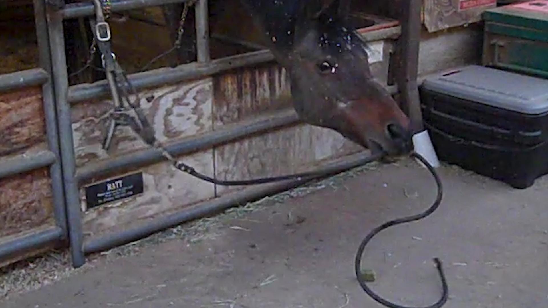 Horse Uses Rope to Get Treat - Poke My Heart