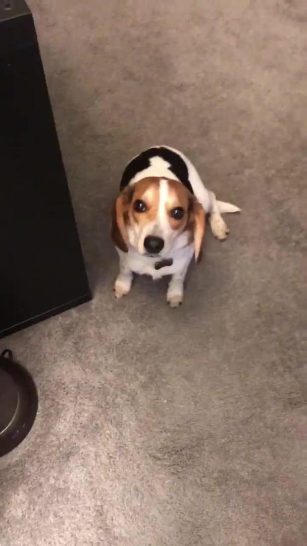 Dog Gets Scolded by Owner for Tearing Down Christmas Tree - Poke My Heart