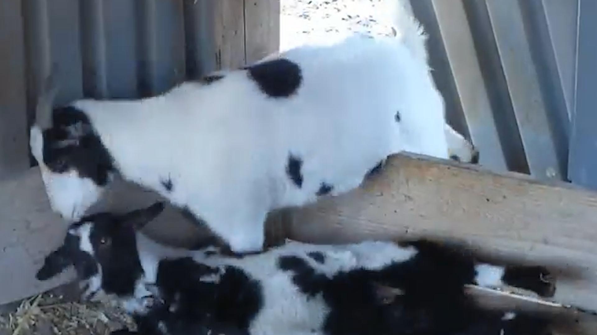 Goats Stumble Over Fence and Faint - Poke My Heart