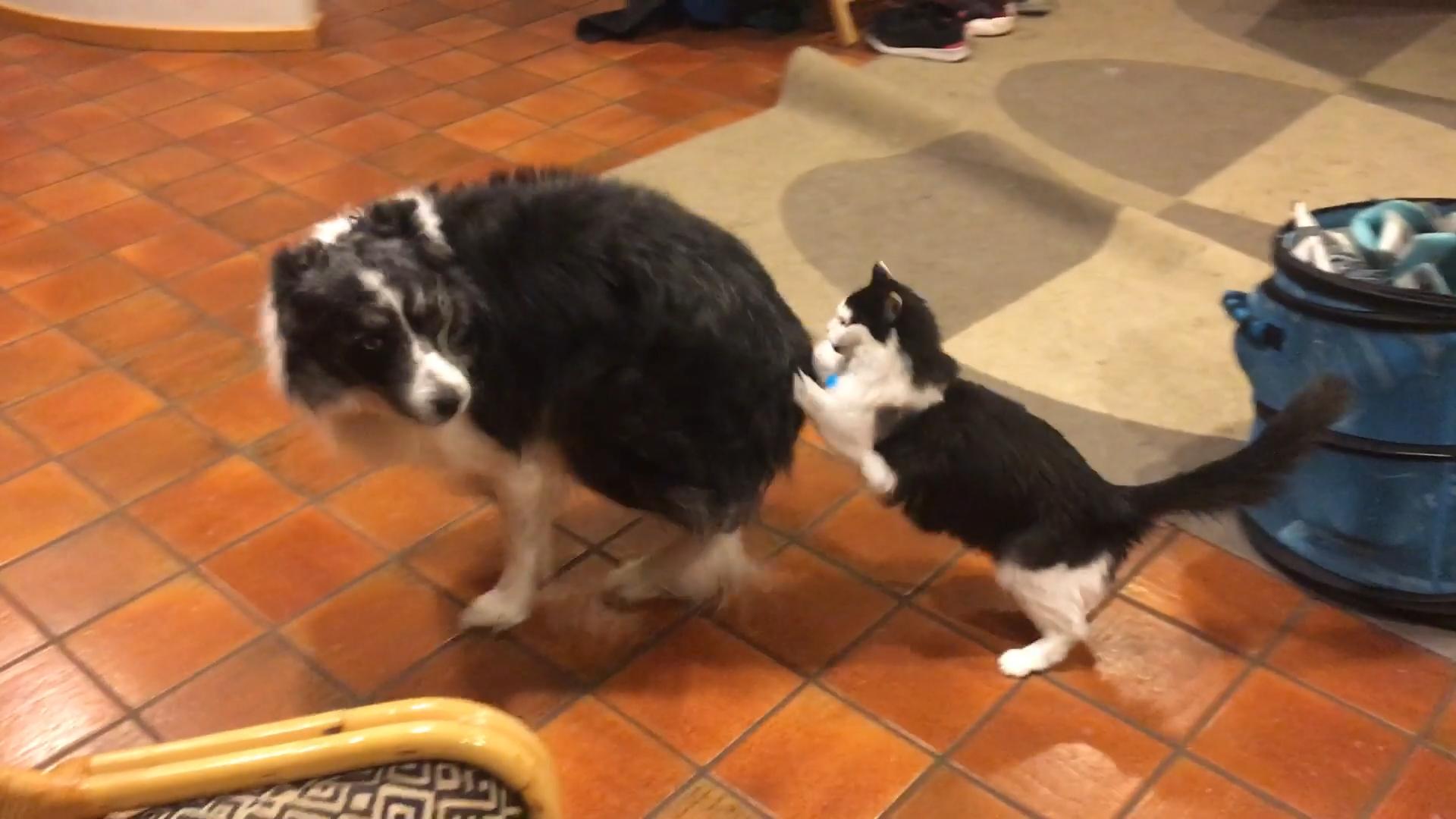 Cat Sneaks up Behind Dog and Chases Them Playfully - Poke My Heart