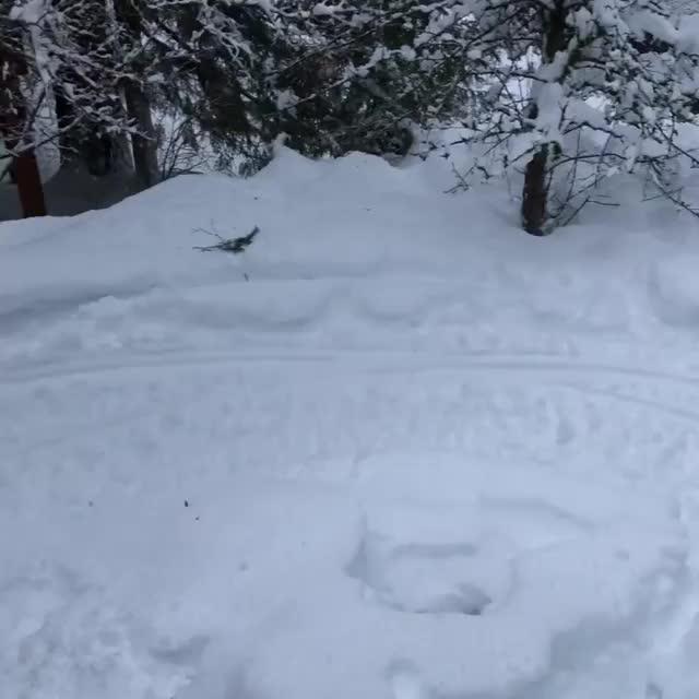 Kid Jumps Into Five-Feet Snow and Disappears in It - Poke My Heart