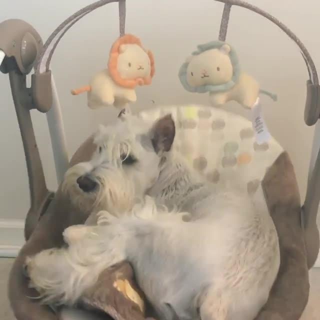 Dog Swings in Baby Rocker Seat - Poke My Heart