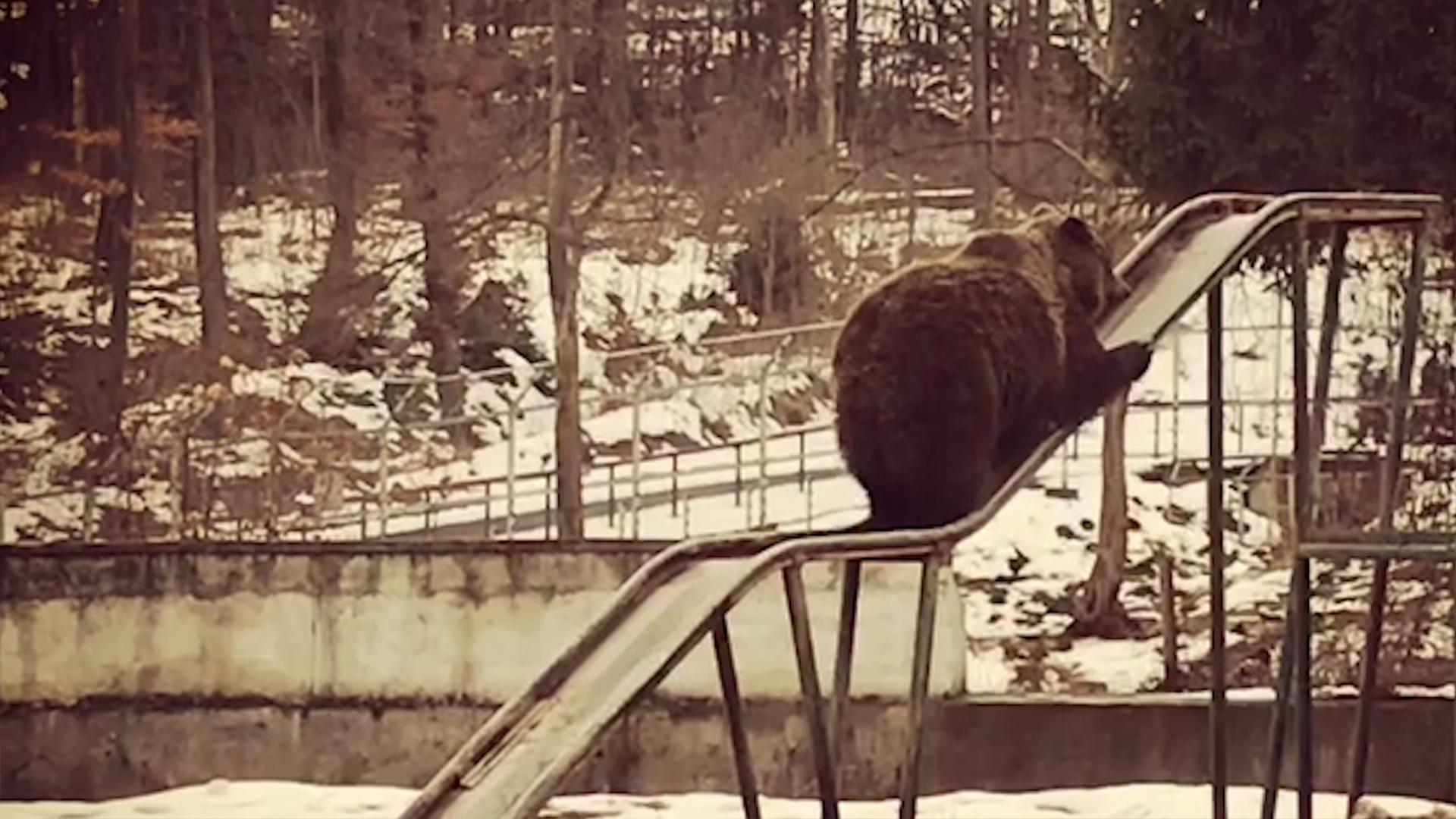 Bear Rides Down Slide Backwards - Poke My Heart