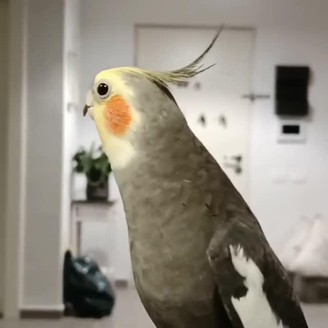 Cockatiel Whistles a Joyous Tune - Poke My Heart