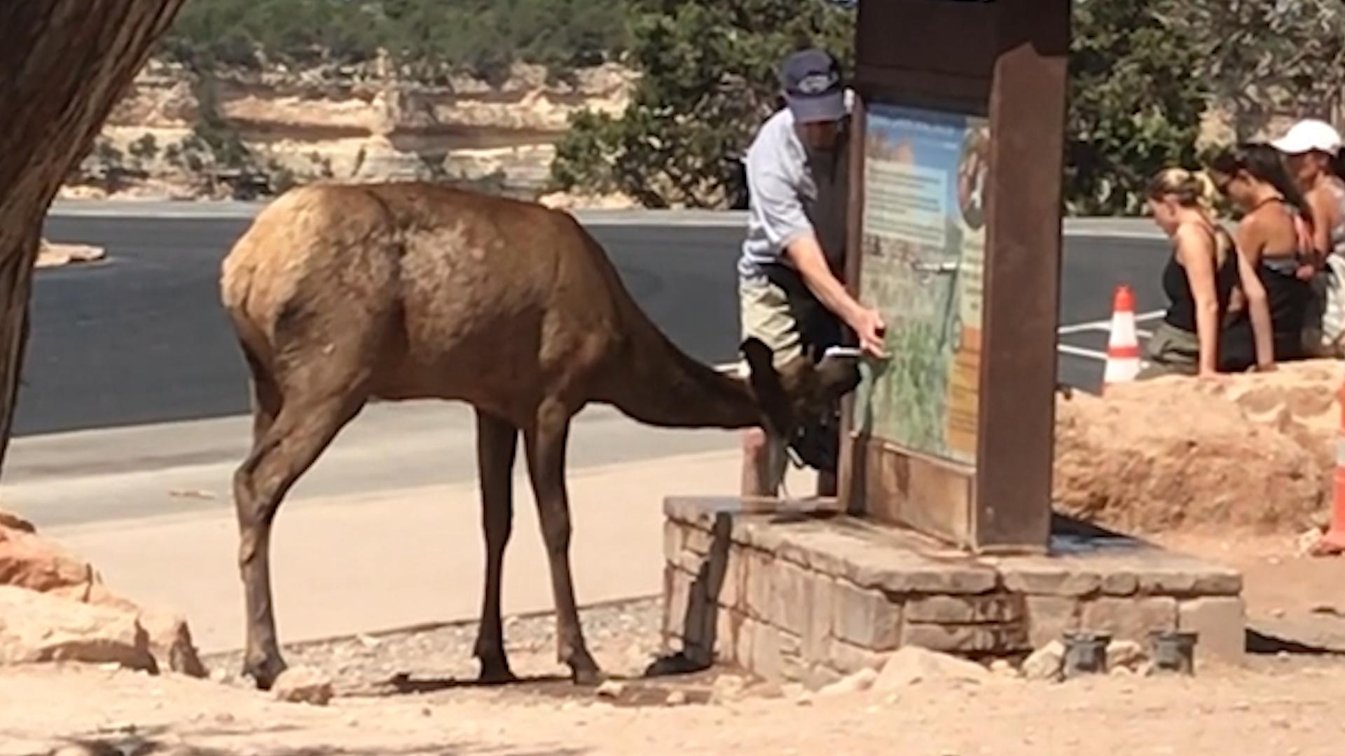 Good Samaritan Helps Deer Drink Water from Tap - Poke My Heart