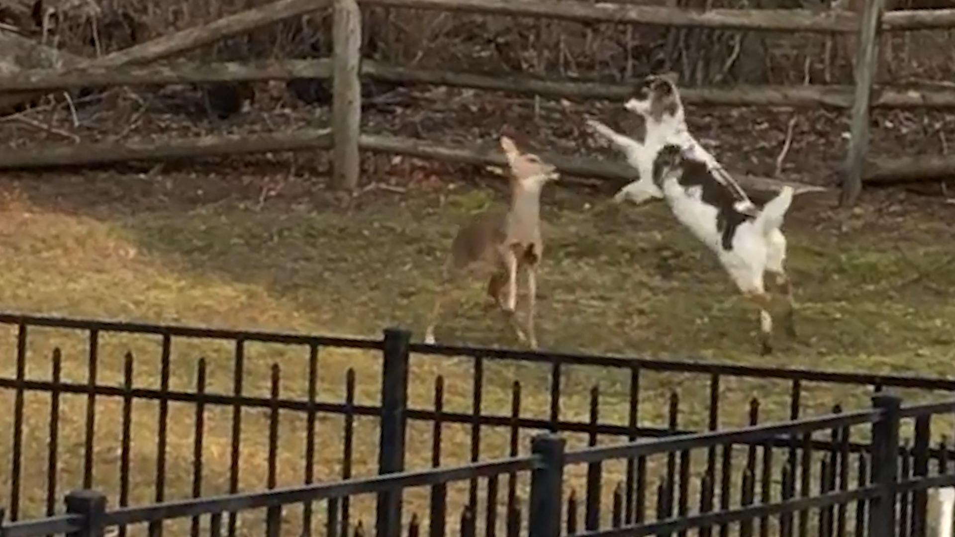 Deer Prances Around on Rear Hooves - Poke My Heart