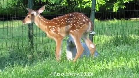 Bunny Hangs out with Group of Baby Deer - Poke My Heart