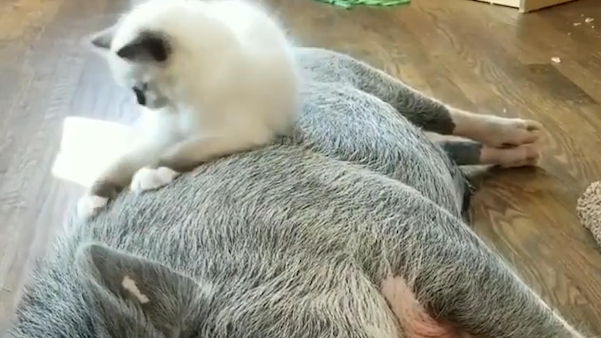 Kittens Walk Over Pet Pig as He Enjoys a Lie-Down - Poke My Heart