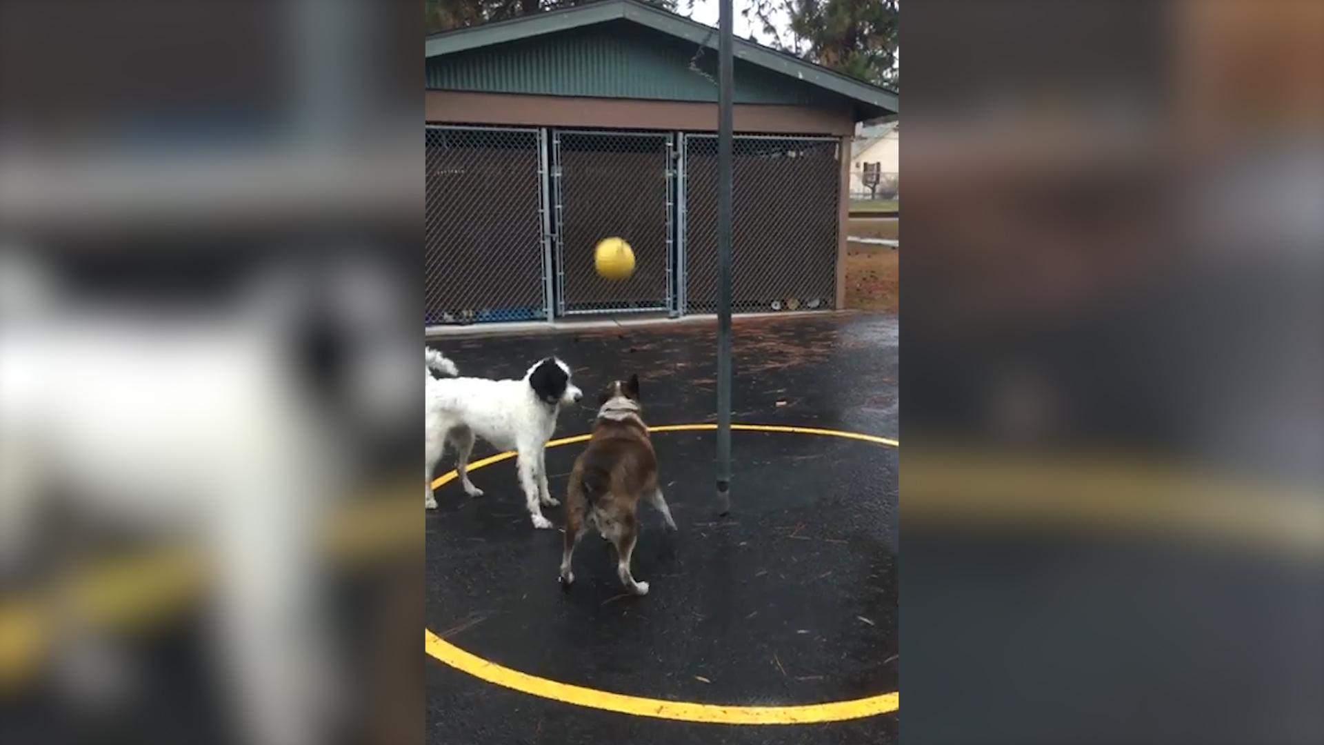 Two Dogs Play Tetherball - Poke My Heart