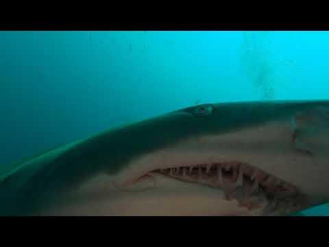 Grey Nurse Shark Swims Over Scuba Diver - Poke My Heart
