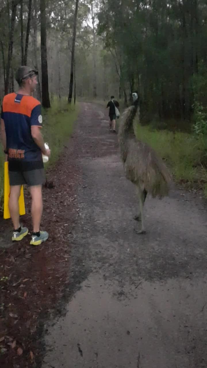Emu Walks With Man in Park - Poke My Heart