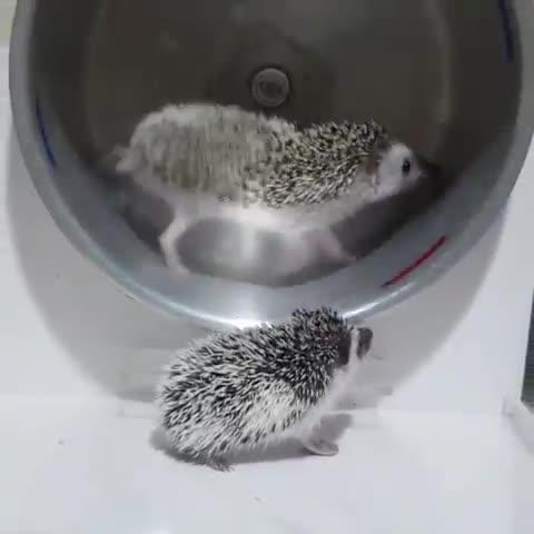 Two Baby Hedgehogs Learn to Use Running Wheel - Poke My Heart