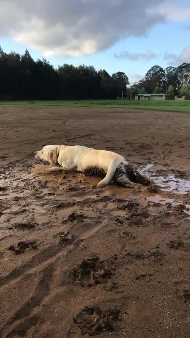 Labrador Rolls Happily in Mud - Poke My Heart