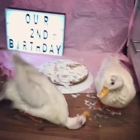 Two Ducks Eat Cake on Birthday - Poke My Heart