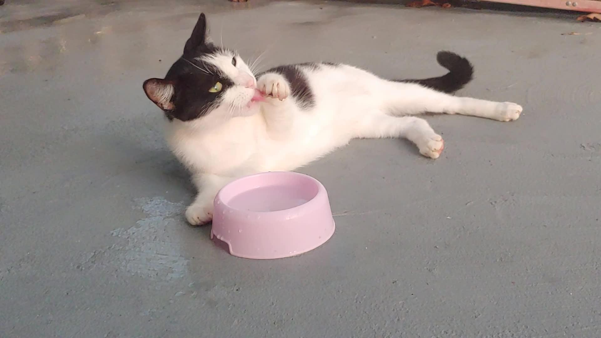 Cat Dip Paw in Bowl to Drink Water - Poke My Heart