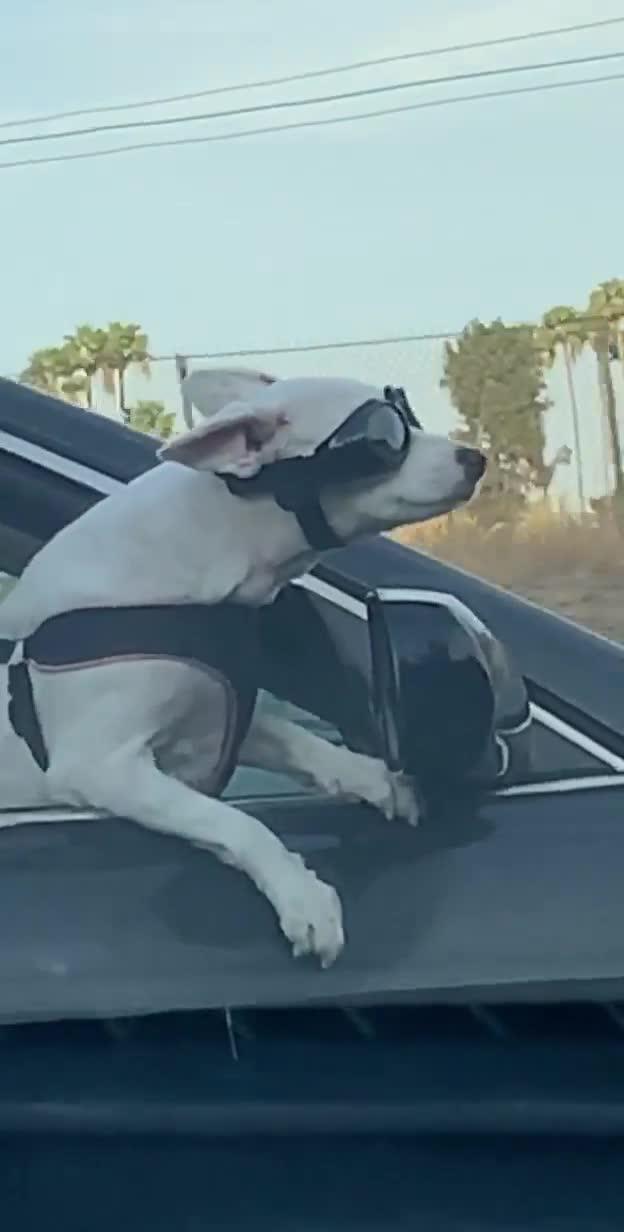 Dog Wearing Goggles Sticks Head Out of Window - Poke My Heart