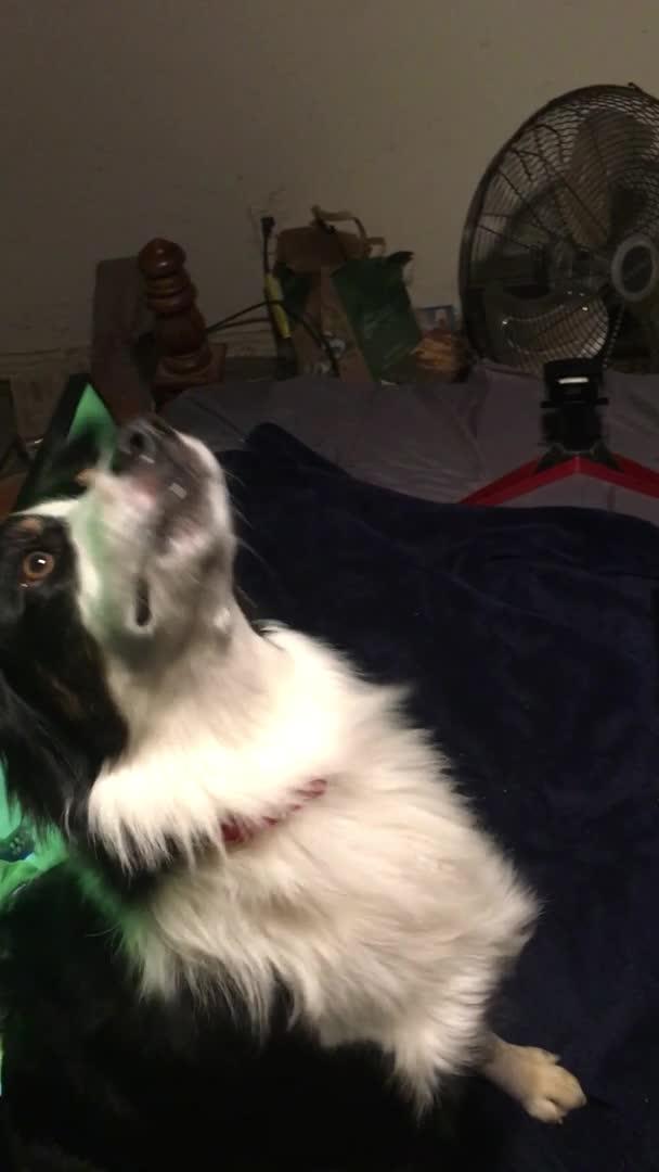 Dog Gets Terrified of Unusual Ceiling Fan With Light Bulbs - Poke My Heart