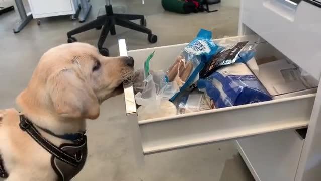 Puppy Pulls Open a Drawer Full of Treats With His Teeth - Poke My Heart