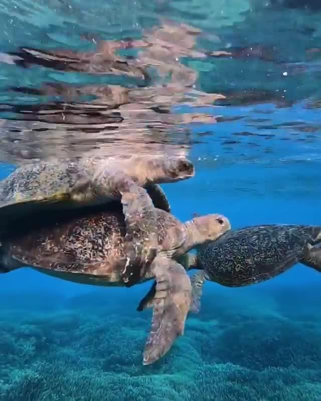 Turtle Relaxingly Rides on Another Turtle's Back While Swimming In ...