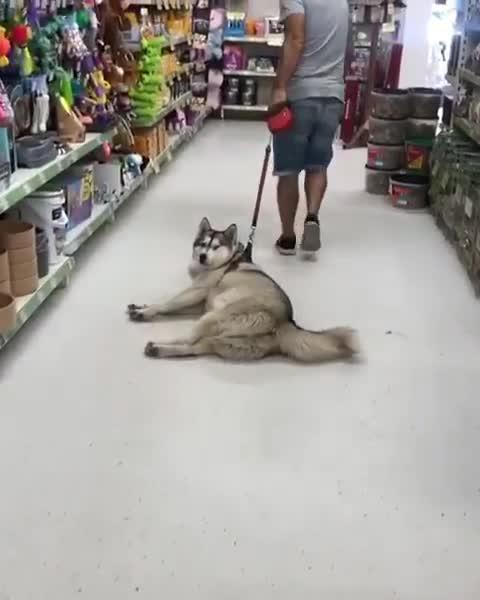 Dog Doesn't Move an Inch While Being Dragged by Owner on Floor - Poke ...